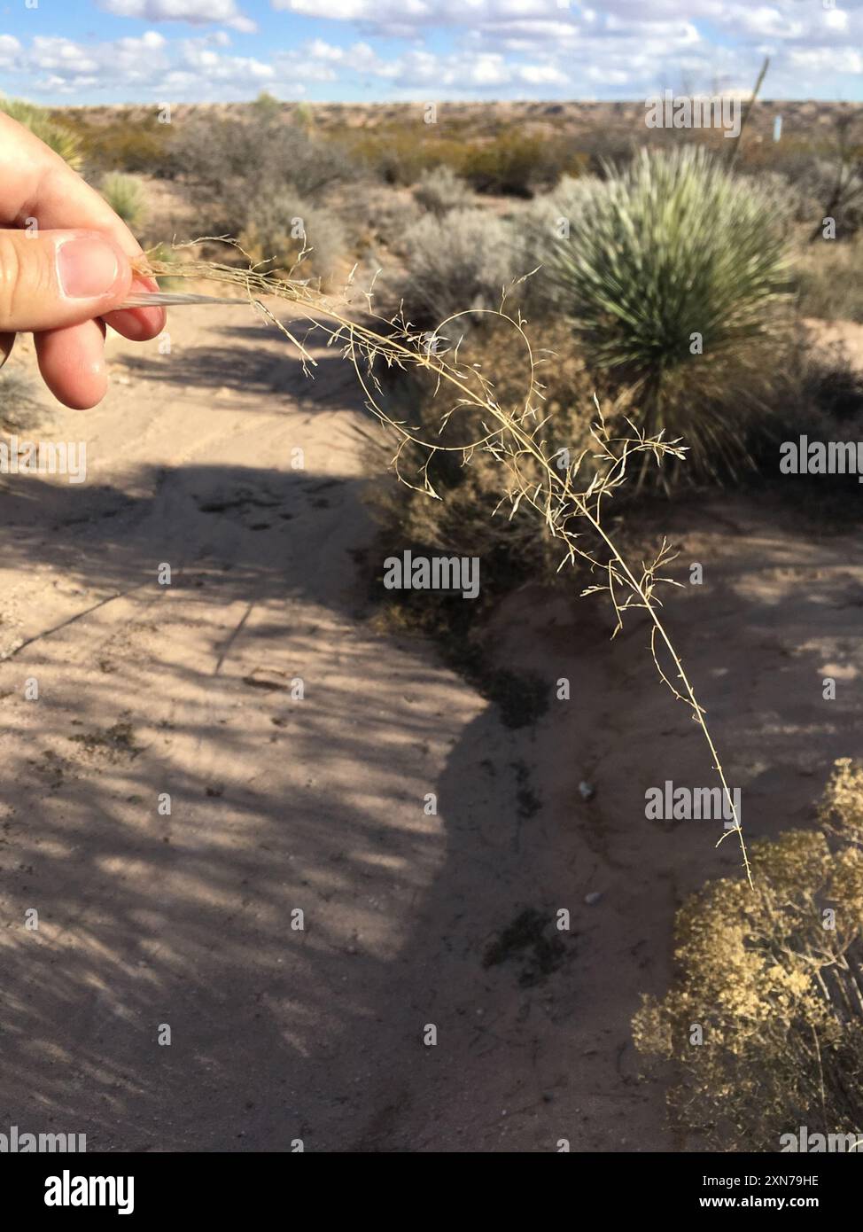 mesa dropseed (Sporobolus flexuosus) Plantae Stock Photo - Alamy