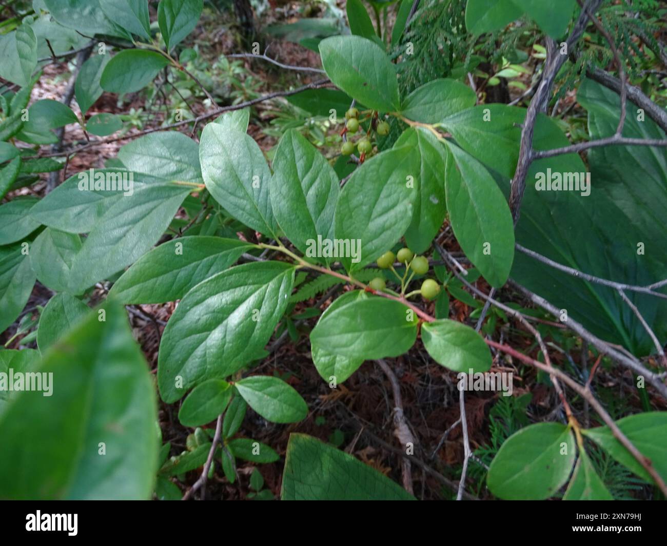 black huckleberry (Gaylussacia baccata) Plantae Stock Photo - Alamy