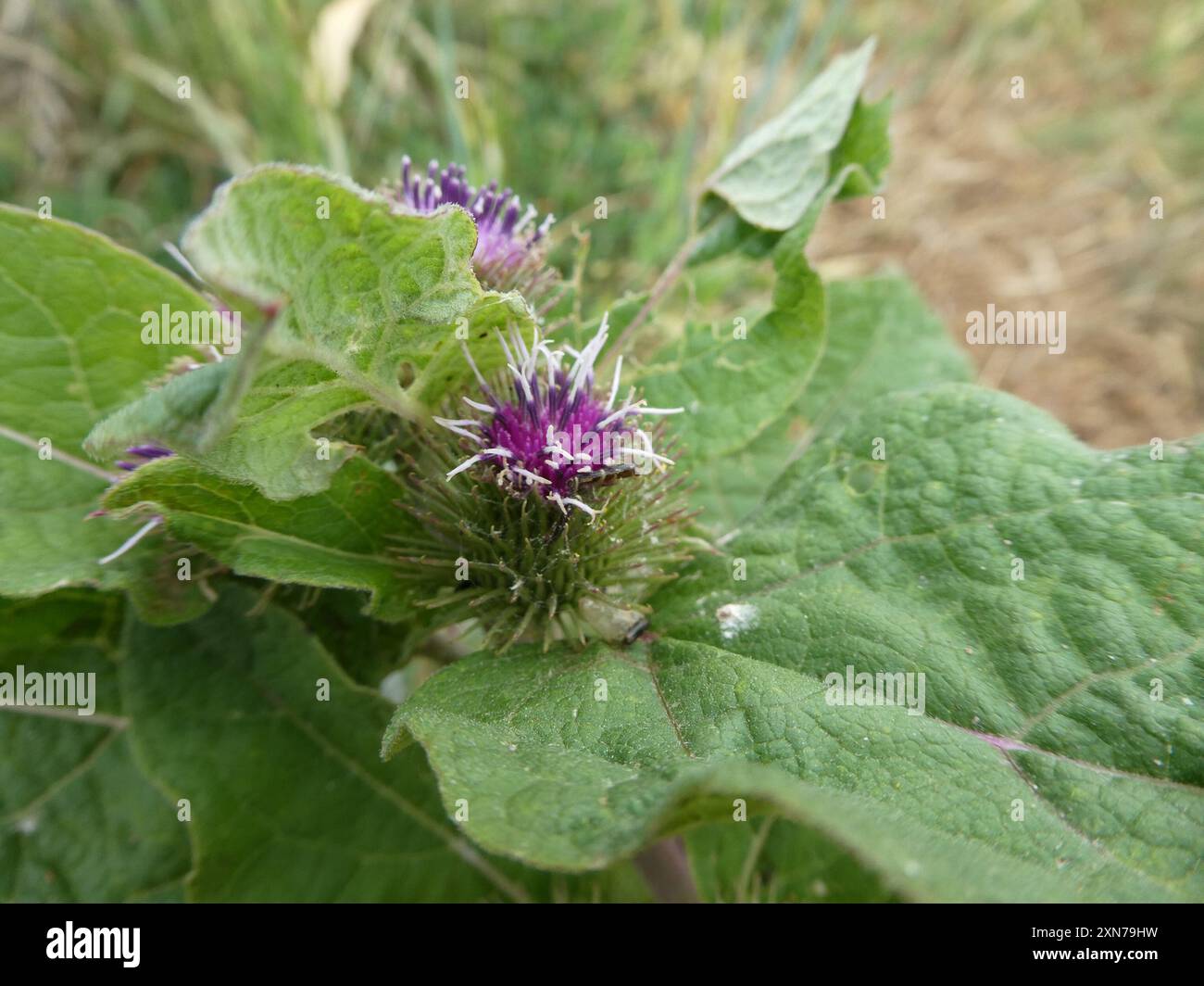 lesser burdock (Arctium minus) Plantae Stock Photo - Alamy