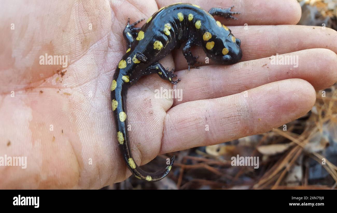 Spotted Salamander (Ambystoma maculatum) Amphibia Stock Photo - Alamy