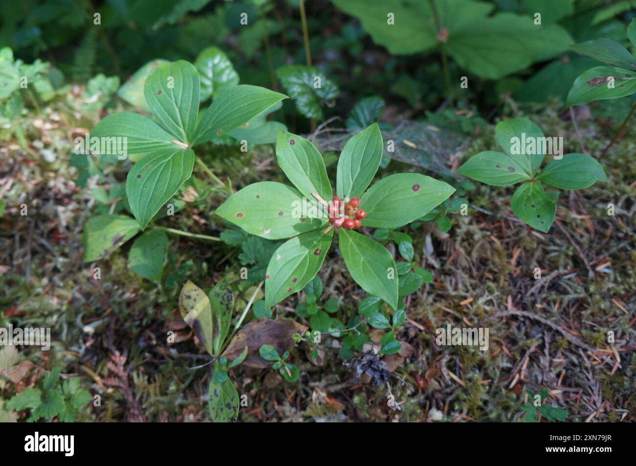 Western Bunchberry (Cornus unalaschkensis) Plantae Stock Photo - Alamy
