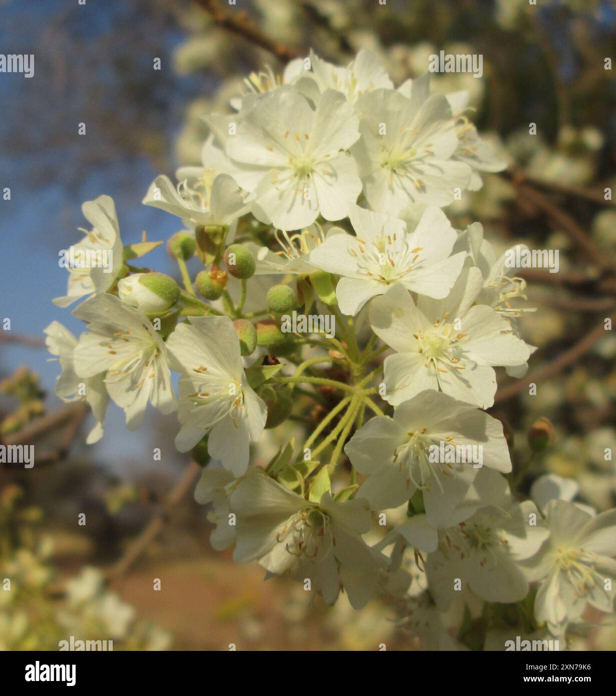 South African Wild Pear (Dombeya rotundifolia) Plantae Stock Photo - Alamy