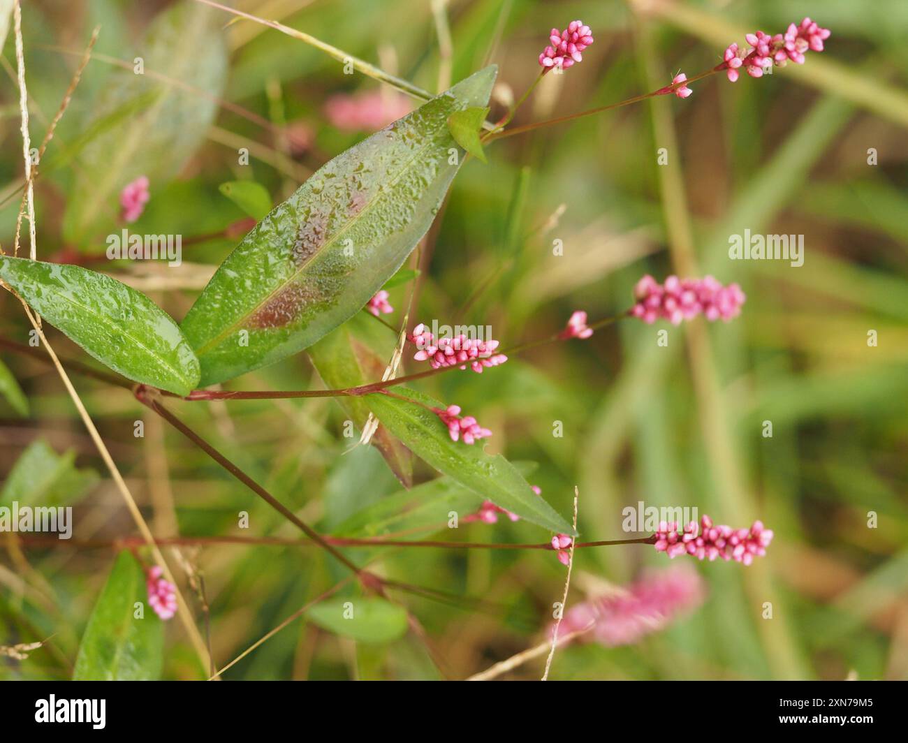 Persicaria pensylvanica hi-res stock photography and images - Alamy