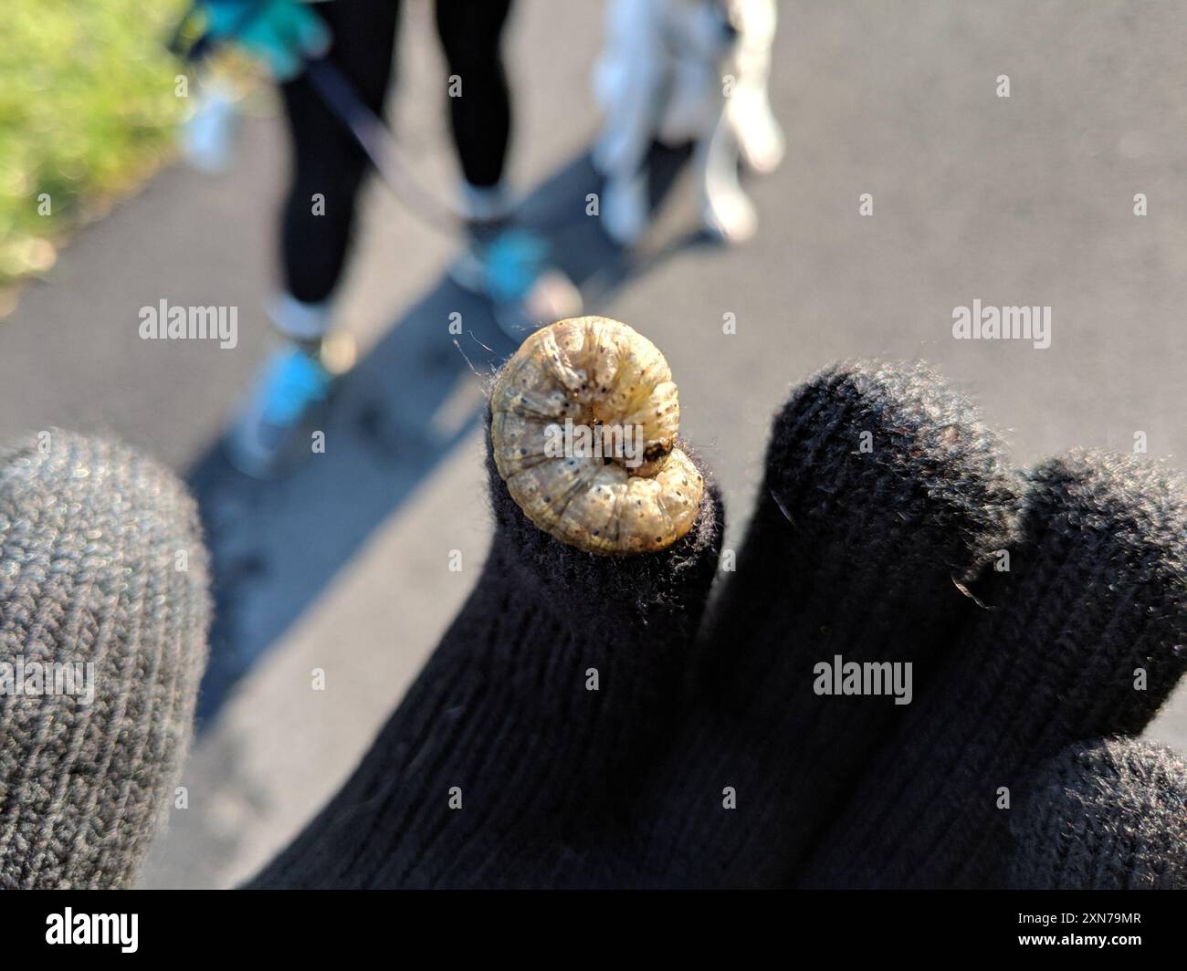 Cutworms and Dart Moths (Noctuinae) Insecta Stock Photo - Alamy