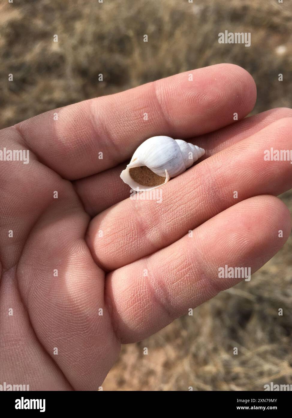 Dealbatus hi-res stock photography and images - Alamy