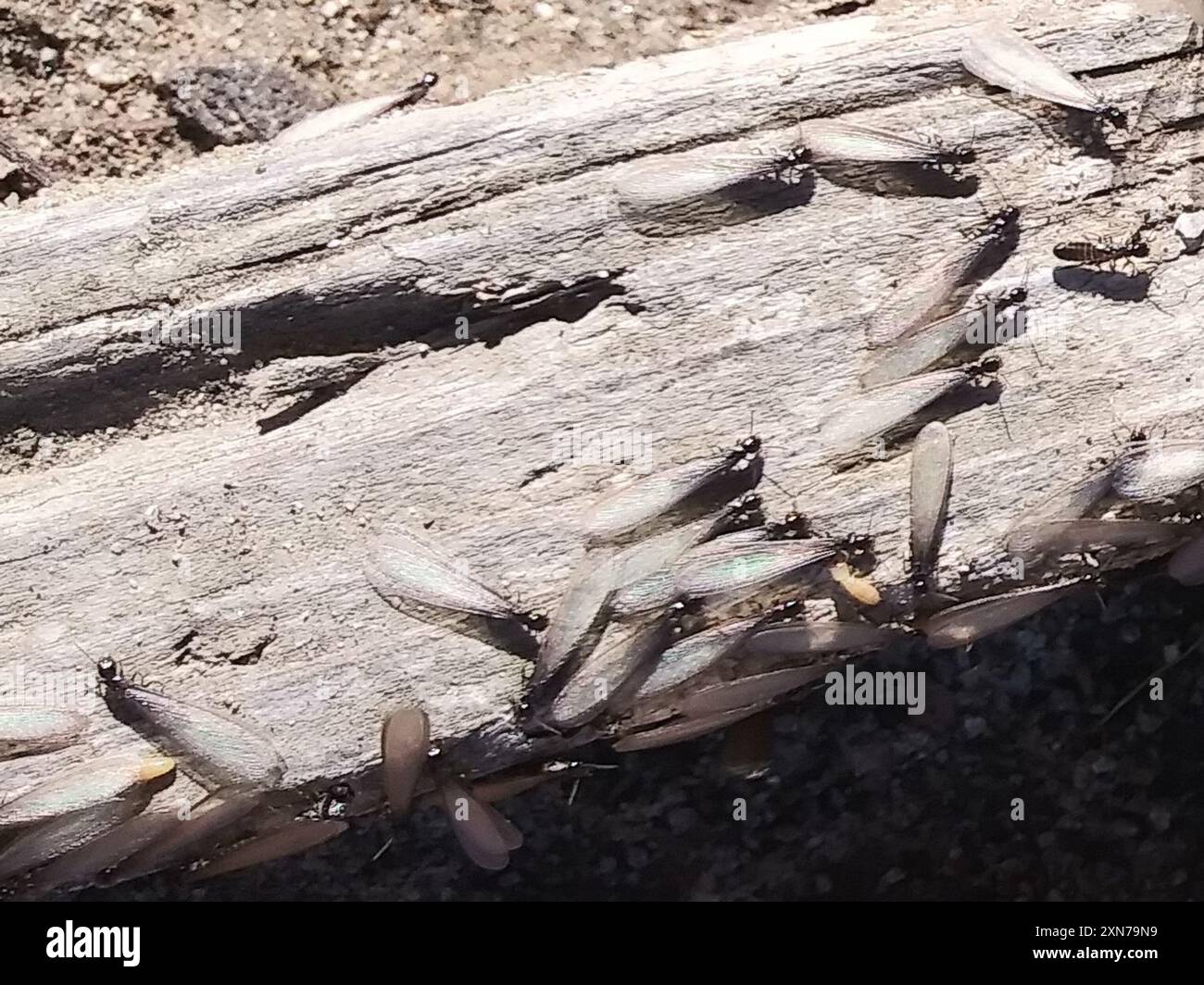 Western Subterranean Termite (Reticulitermes hesperus) Insecta Stock ...
