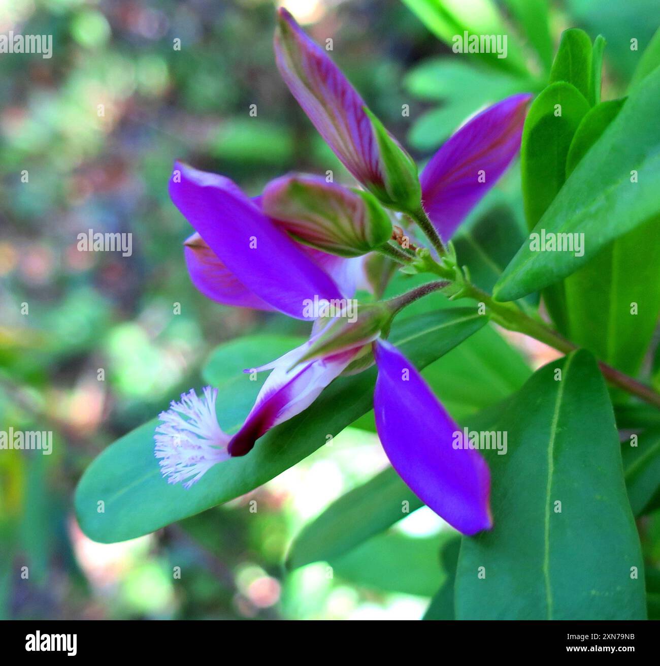 Septemberbush (Polygala myrtifolia myrtifolia) Plantae Stock Photo - Alamy