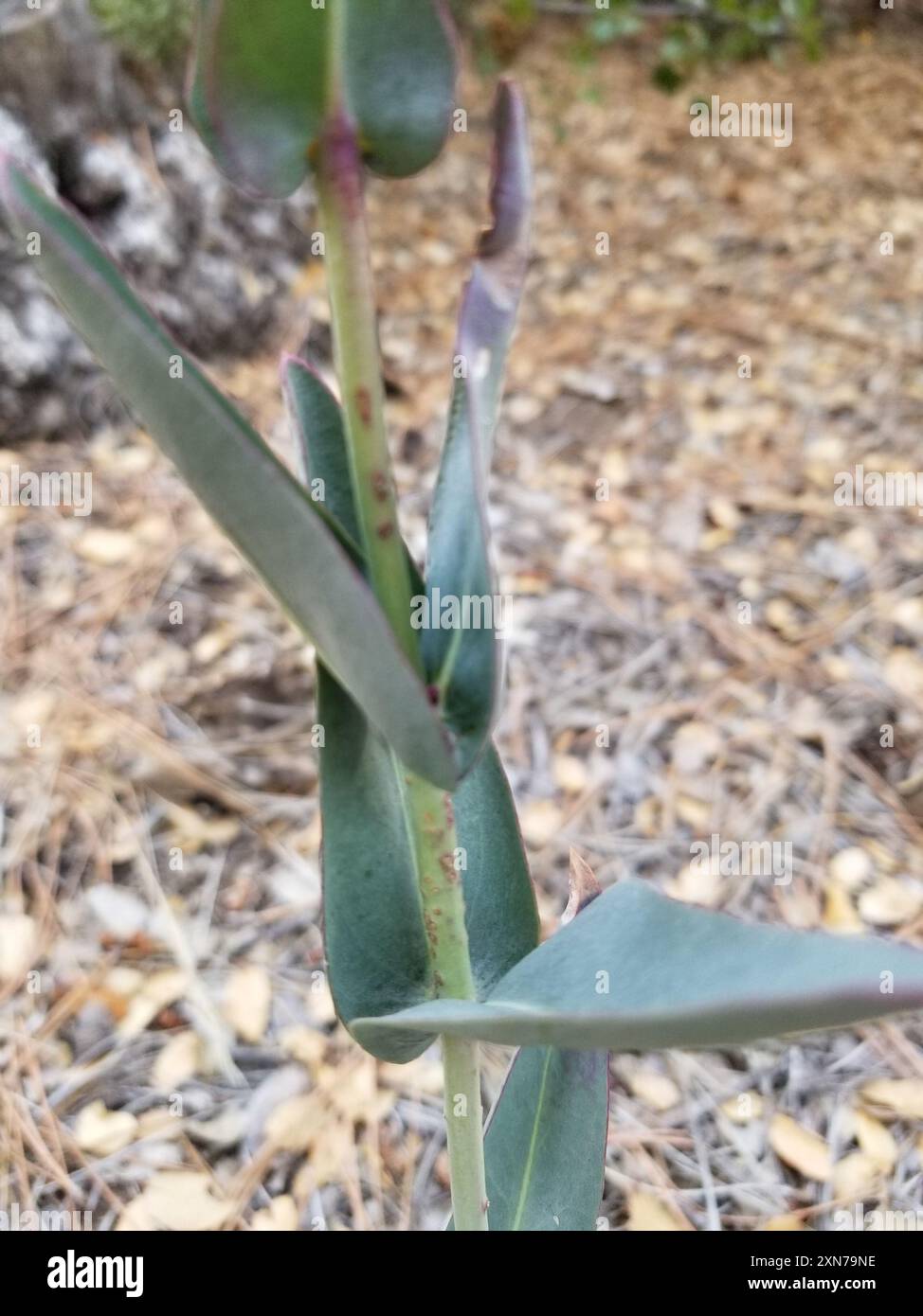 scarlet bugler (Penstemon centranthifolius) Plantae Stock Photo - Alamy