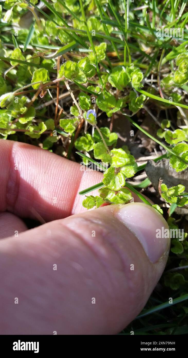Slender speedwell (Veronica filiformis) Plantae Stock Photo - Alamy