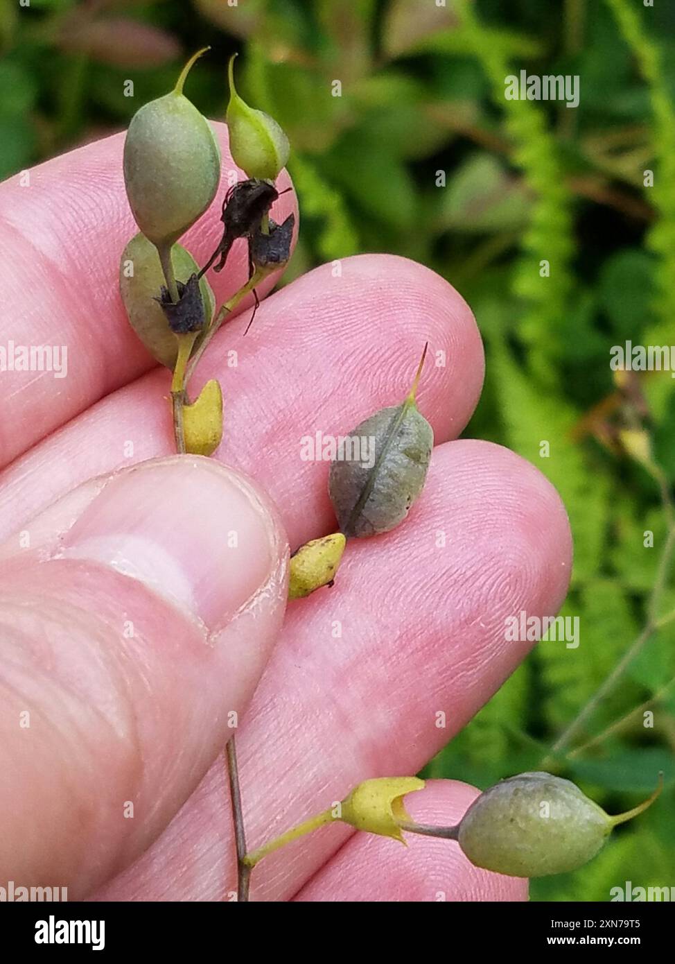 eastern wild indigo (Baptisia tinctoria) Plantae Stock Photo - Alamy