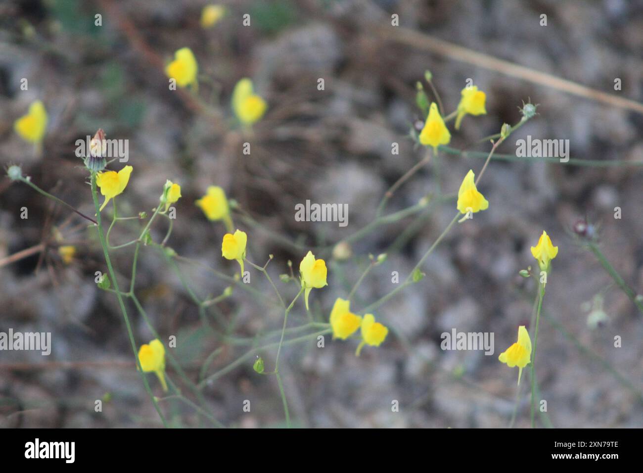 Ballast Toadflax (Linaria spartea) Plantae Stock Photo - Alamy