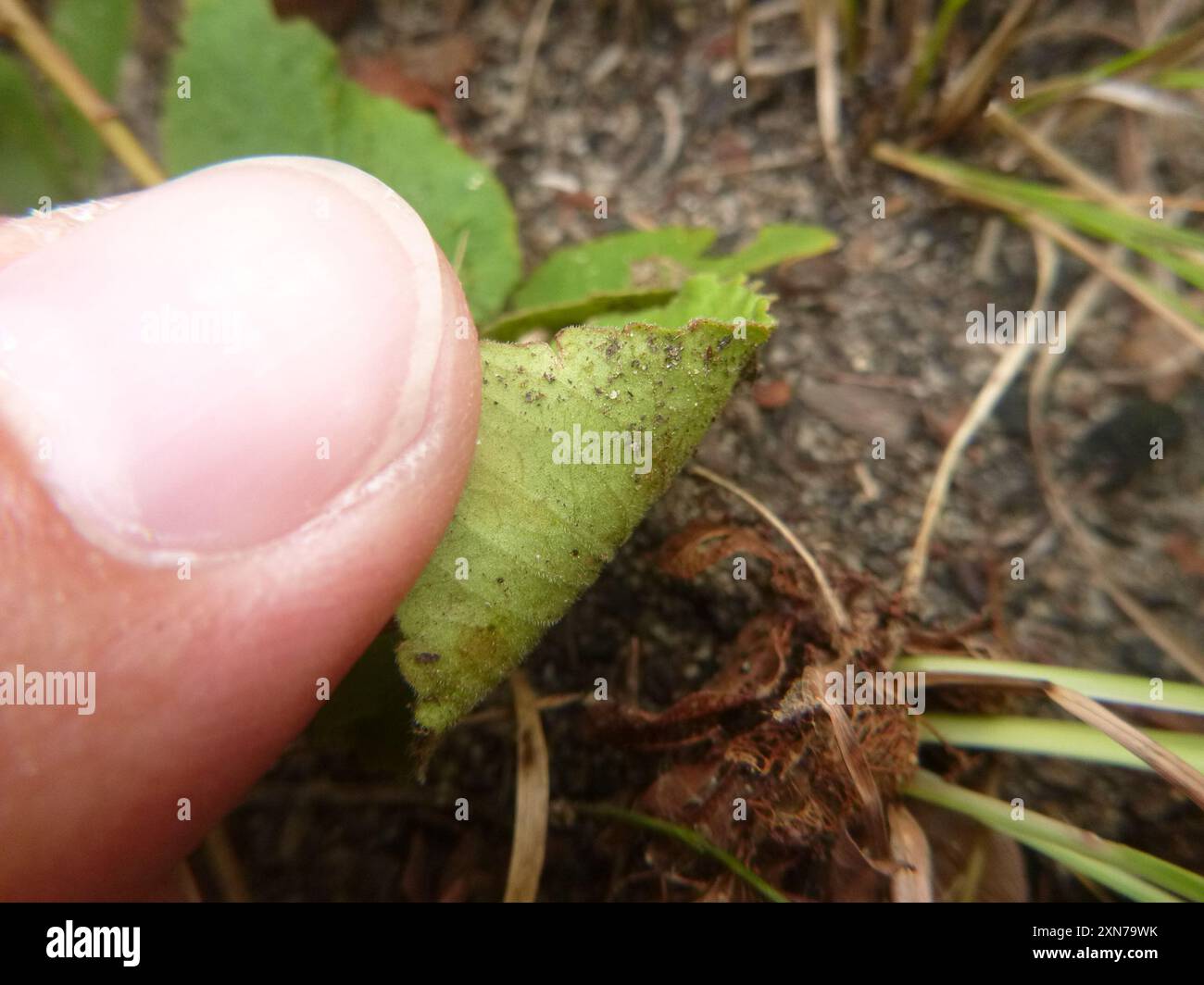 Carolina violet (Viola villosa) Plantae Stock Photo - Alamy