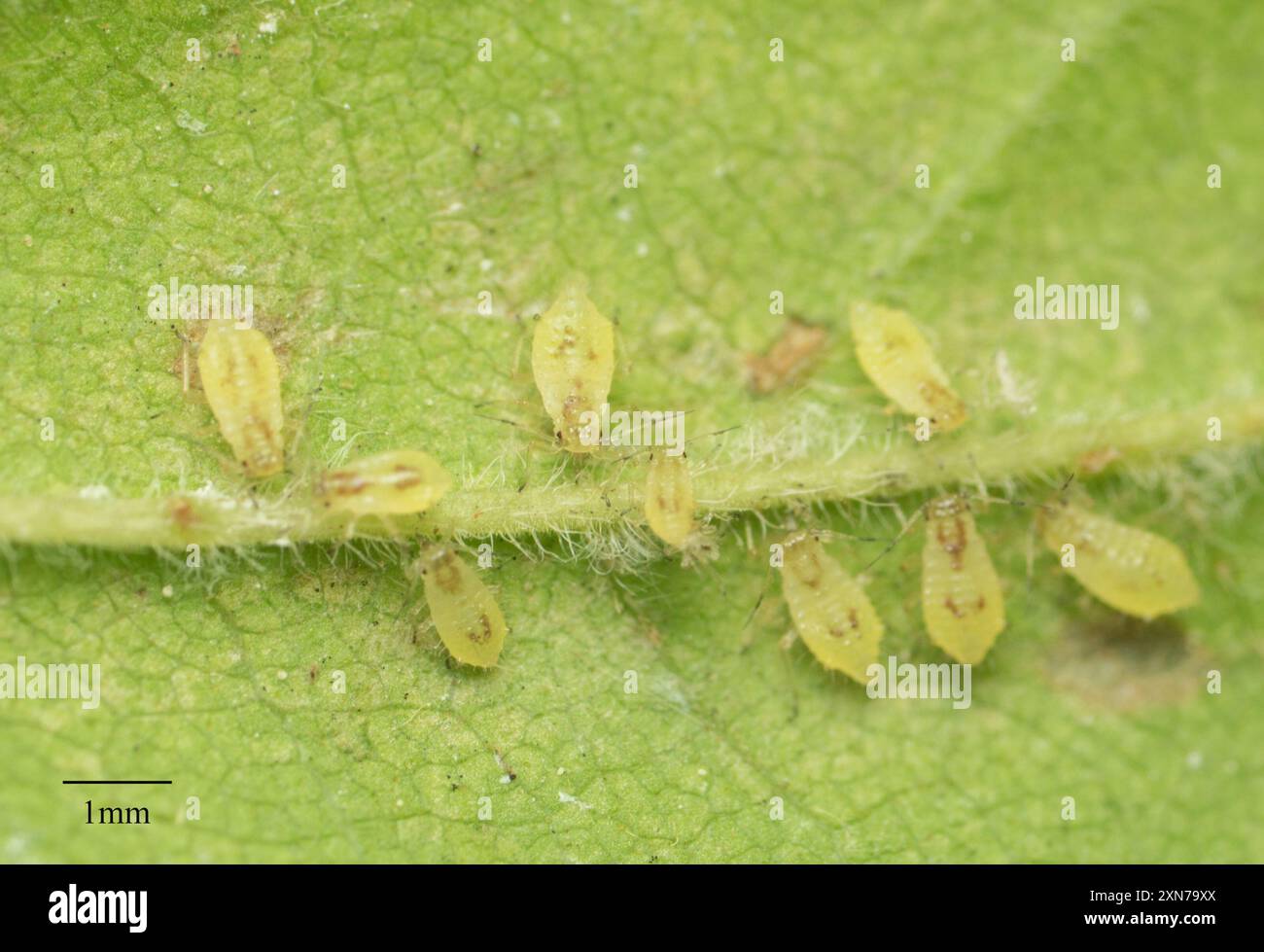 Periphyllus Aphids (Periphyllus) Insecta Stock Photo - Alamy