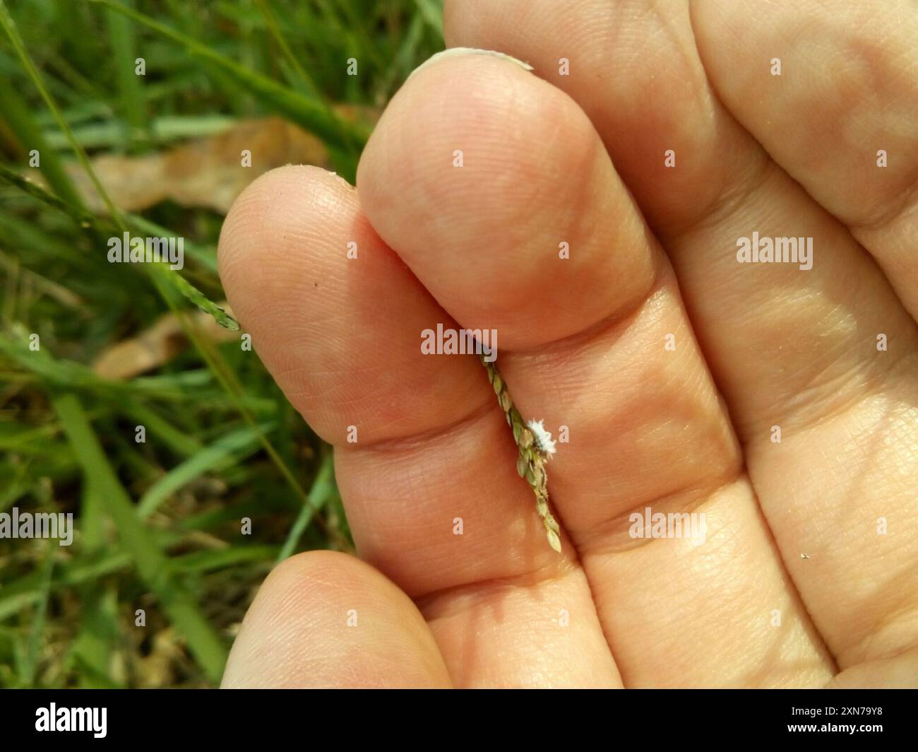 Mealybug Destroyer (Cryptolaemus montrouzieri) Insecta Stock Photo - Alamy