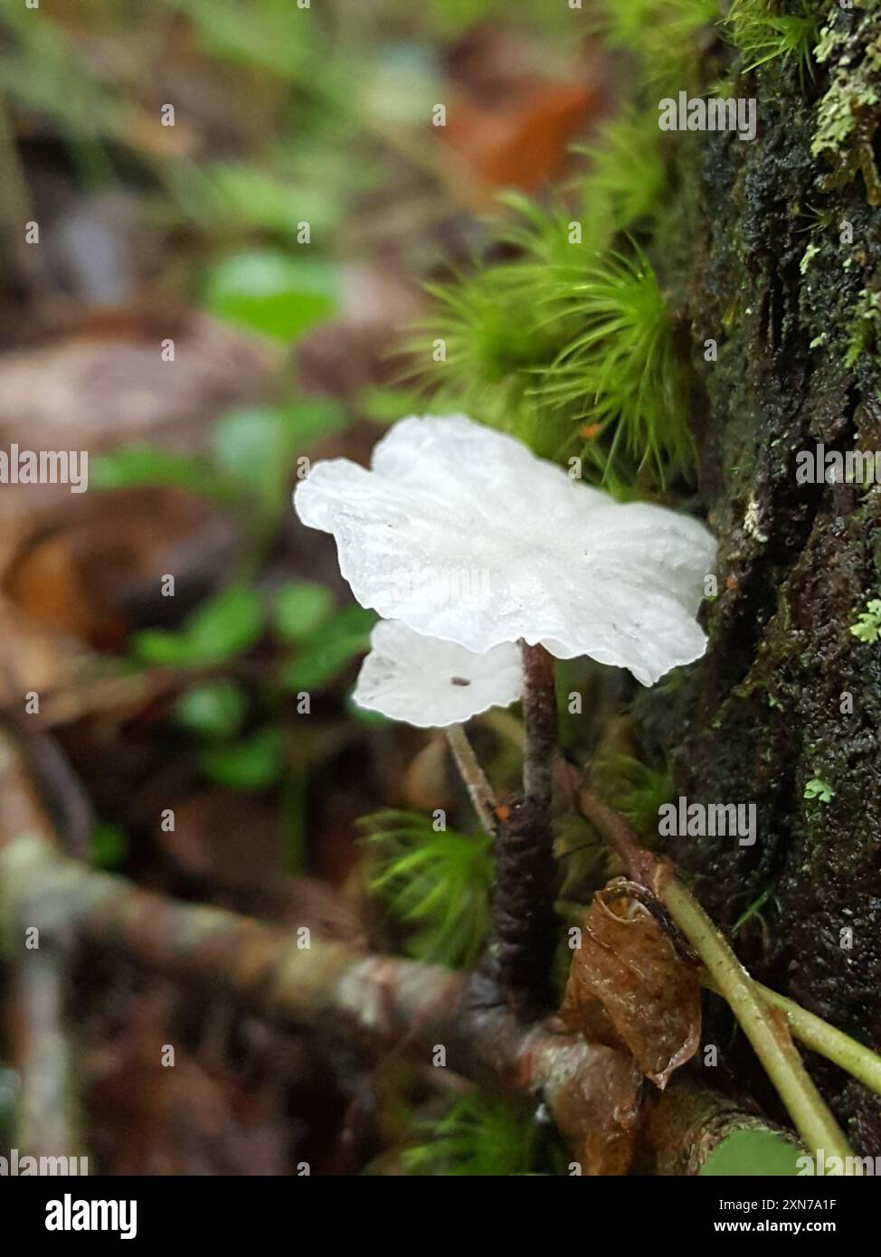 Fairy Parachutes (Marasmiellus candidus) Fungi Stock Photo - Alamy
