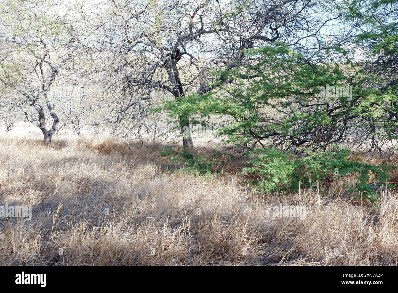 Algarrobo palid hi-res stock photography and images - Alamy