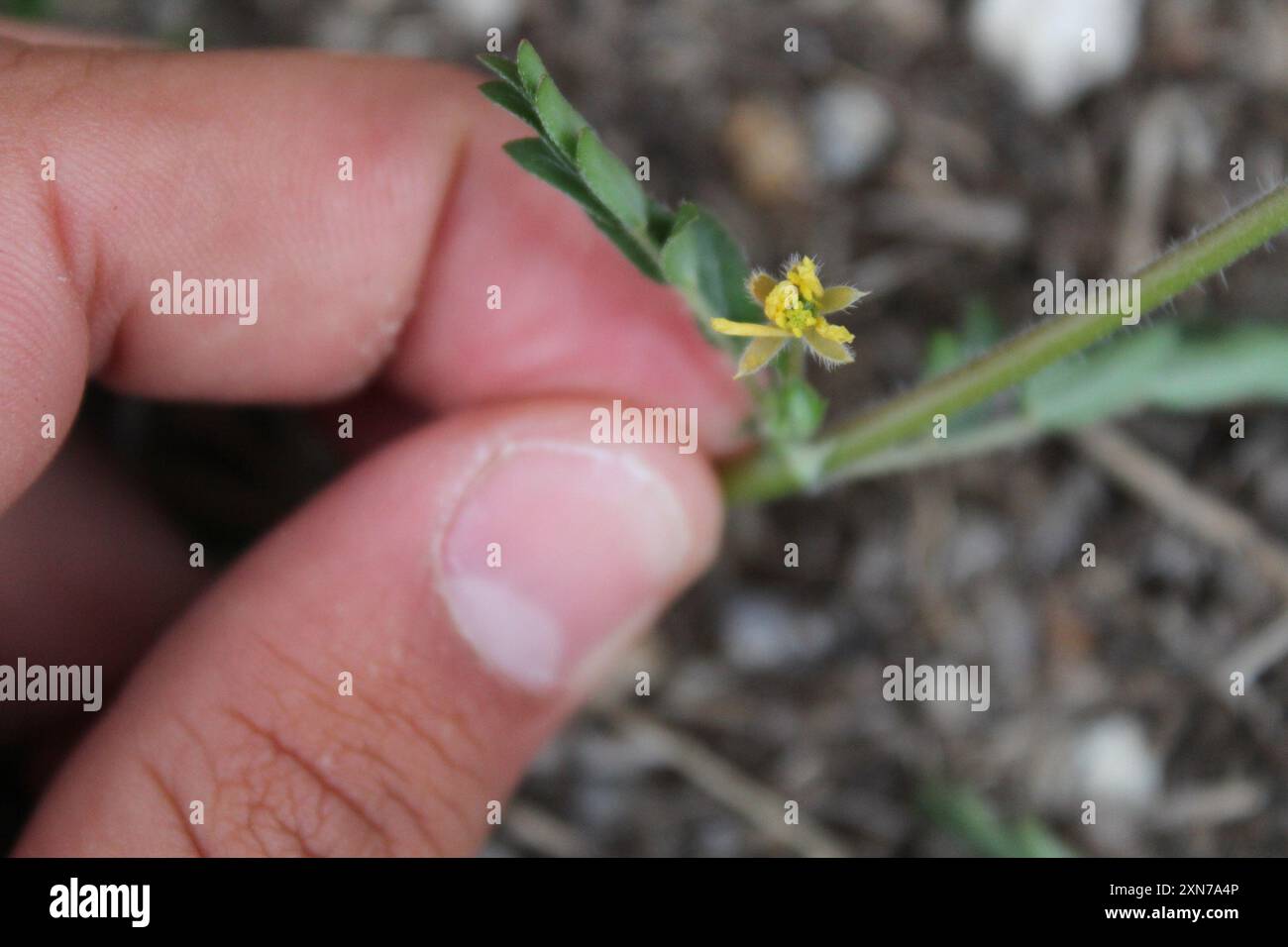 puncture vine (Tribulus terrestris) Plantae Stock Photo - Alamy
