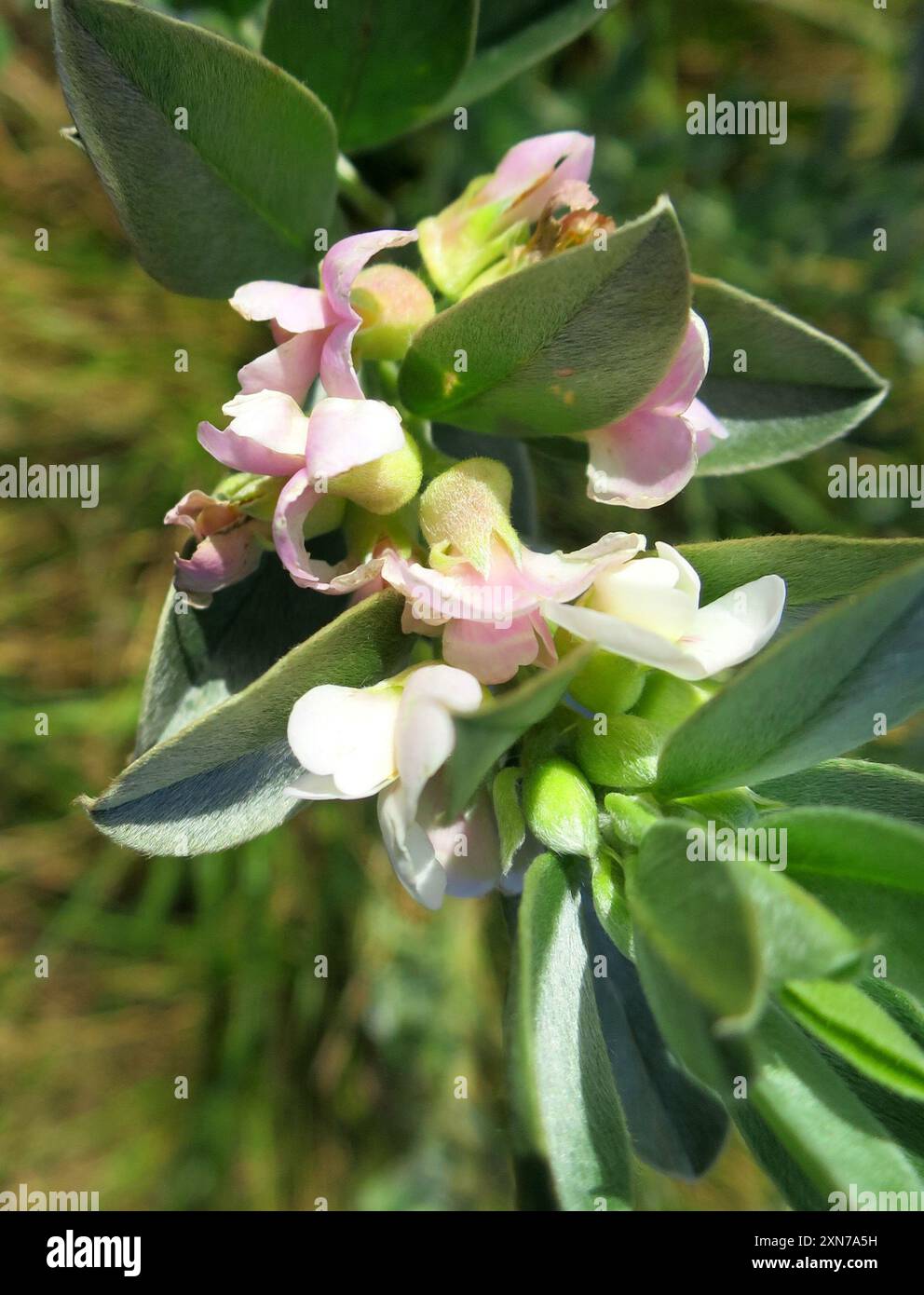 Myrtle Capesweetpea (Podalyria myrtillifolia) Plantae Stock Photo - Alamy