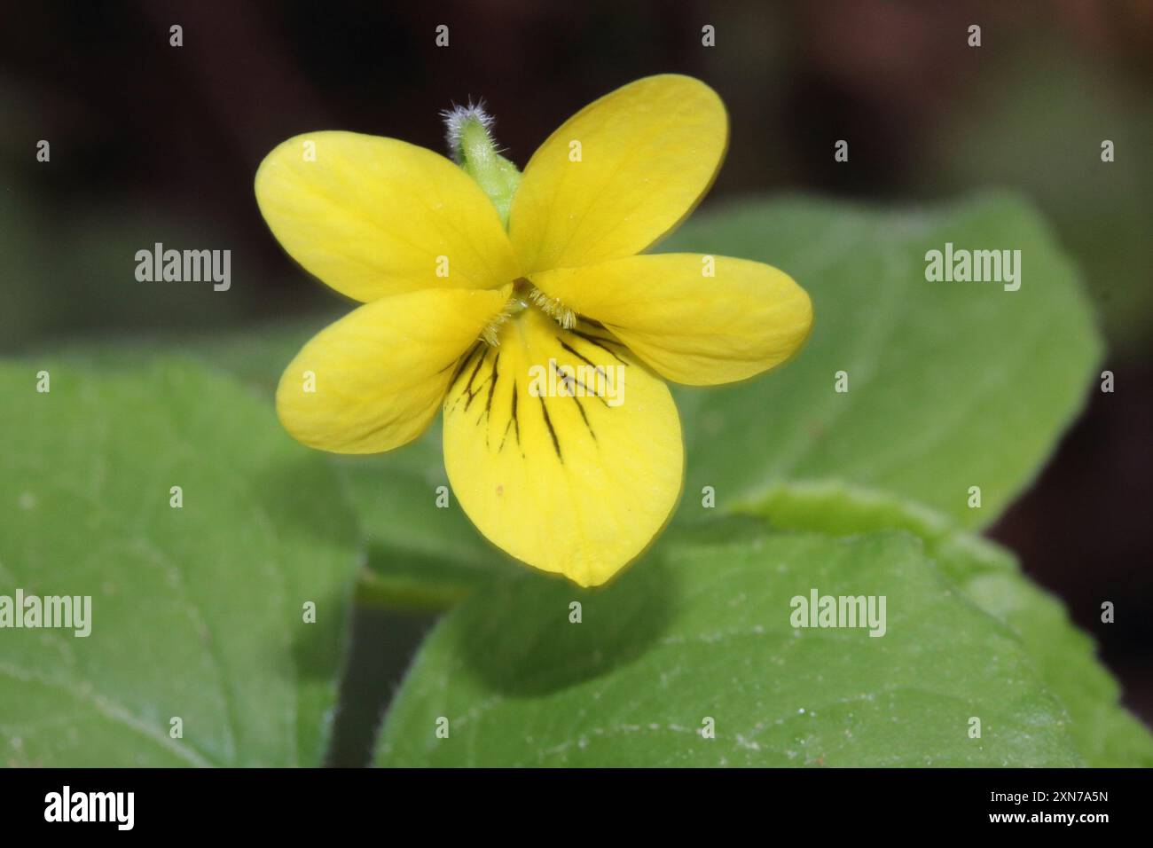 stream violet (Viola glabella) Plantae Stock Photo - Alamy