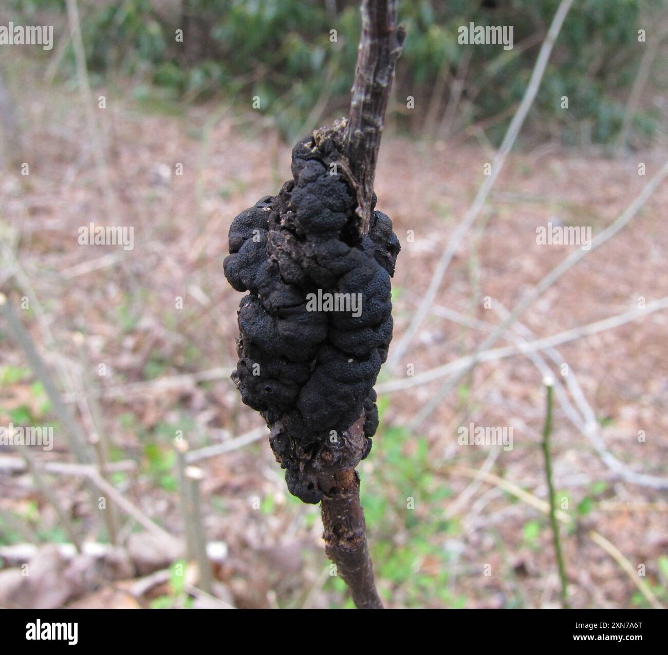 black knot (Apiosporina morbosa) Fungi Stock Photo - Alamy