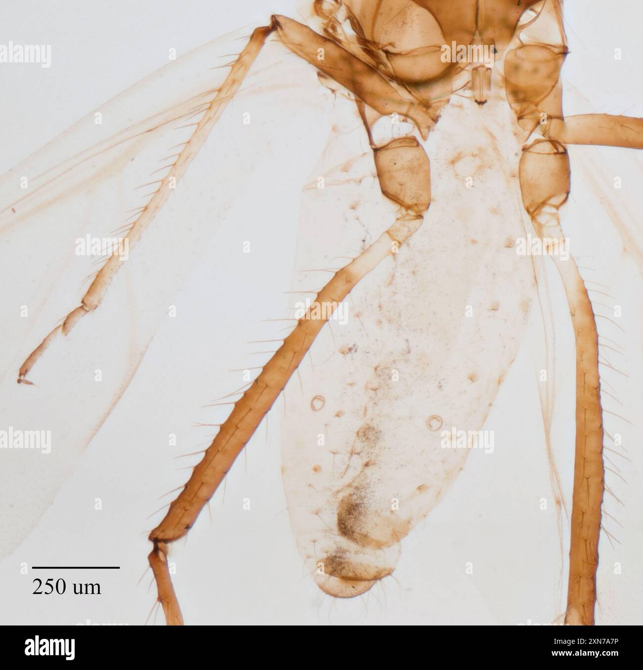 Pine Needle Aphids (Eulachnus) Insecta Stock Photo - Alamy