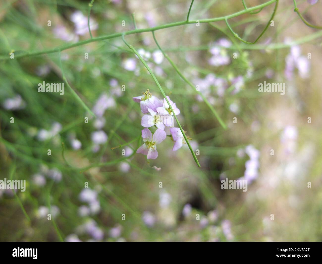 Sand Rock-cress (Arabidopsis arenosa) Plantae Stock Photo - Alamy