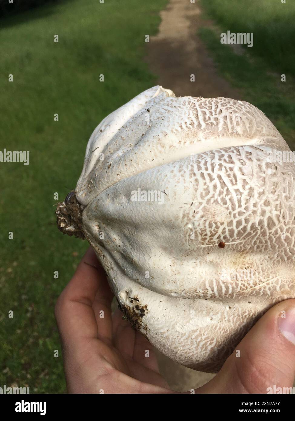 puffballs (Lycoperdaceae) Fungi Stock Photo - Alamy