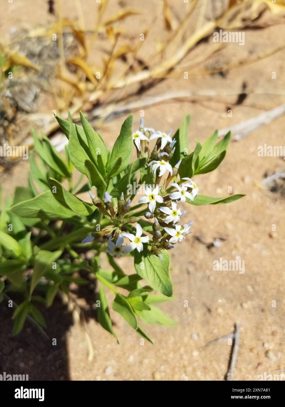 woolly bluestar (Amsonia tomentosa) Plantae Stock Photo - Alamy