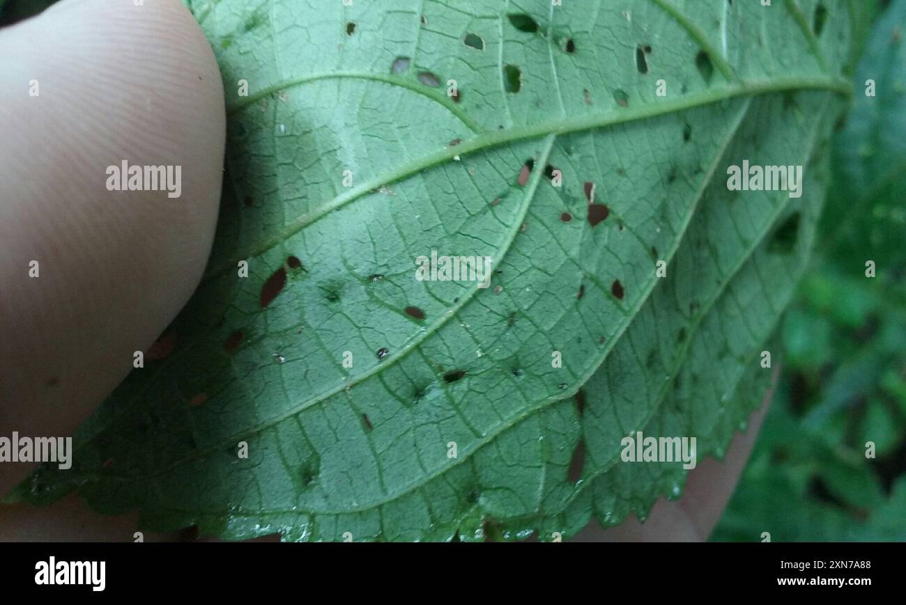 Insects (Insecta) Insecta Stock Photo - Alamy