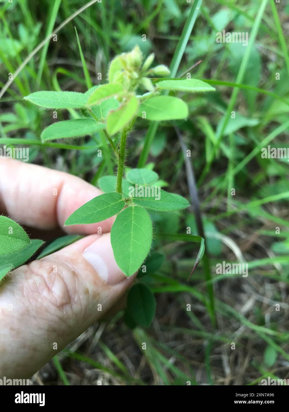 Little-leaf Tick-clover (Desmodium ciliare) Plantae Stock Photo - Alamy