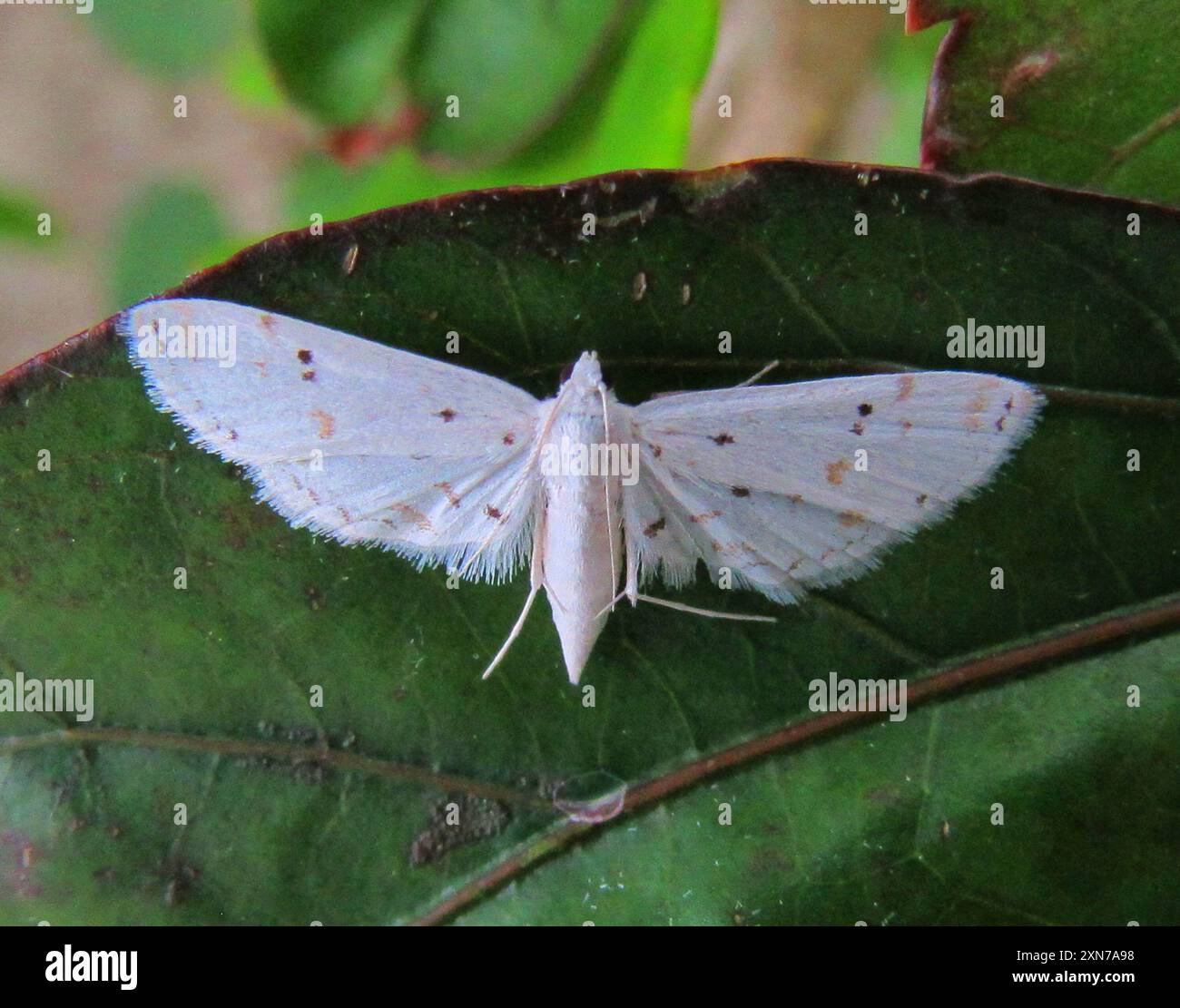 China-mark Moths (Acentropinae) Insecta Stock Photo - Alamy