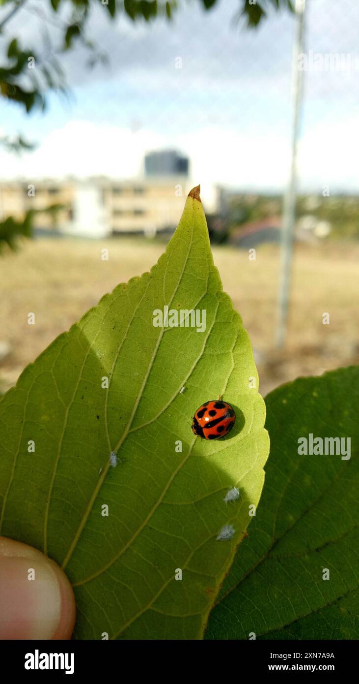 Variable Ladybird Beetle (Coelophora inaequalis) Insecta Stock Photo ...