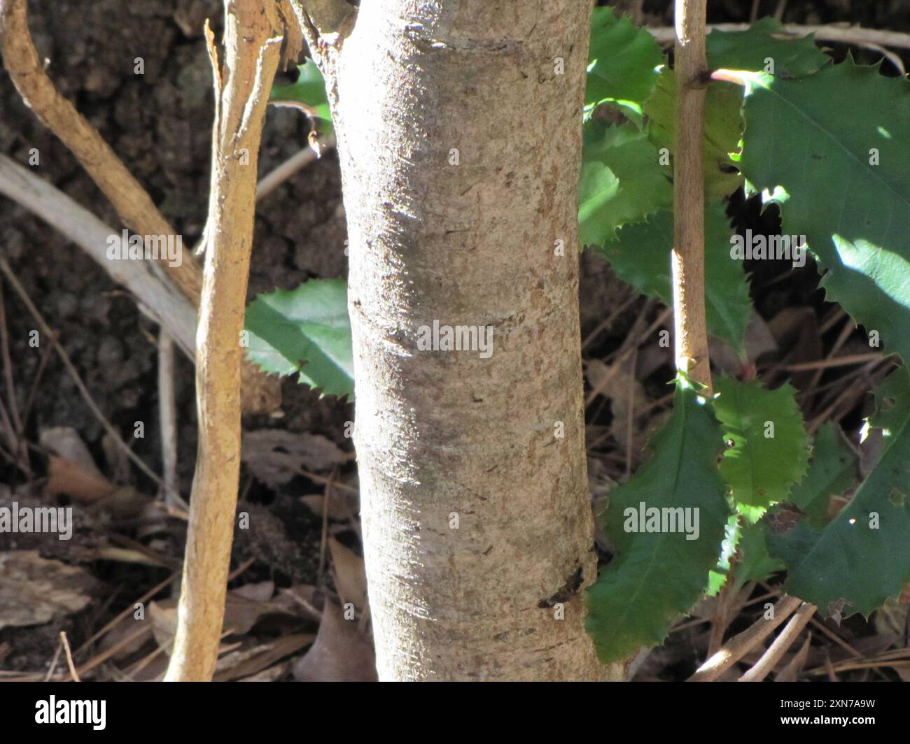 Chinese Photinia (Photinia serratifolia) Plantae Stock Photo - Alamy
