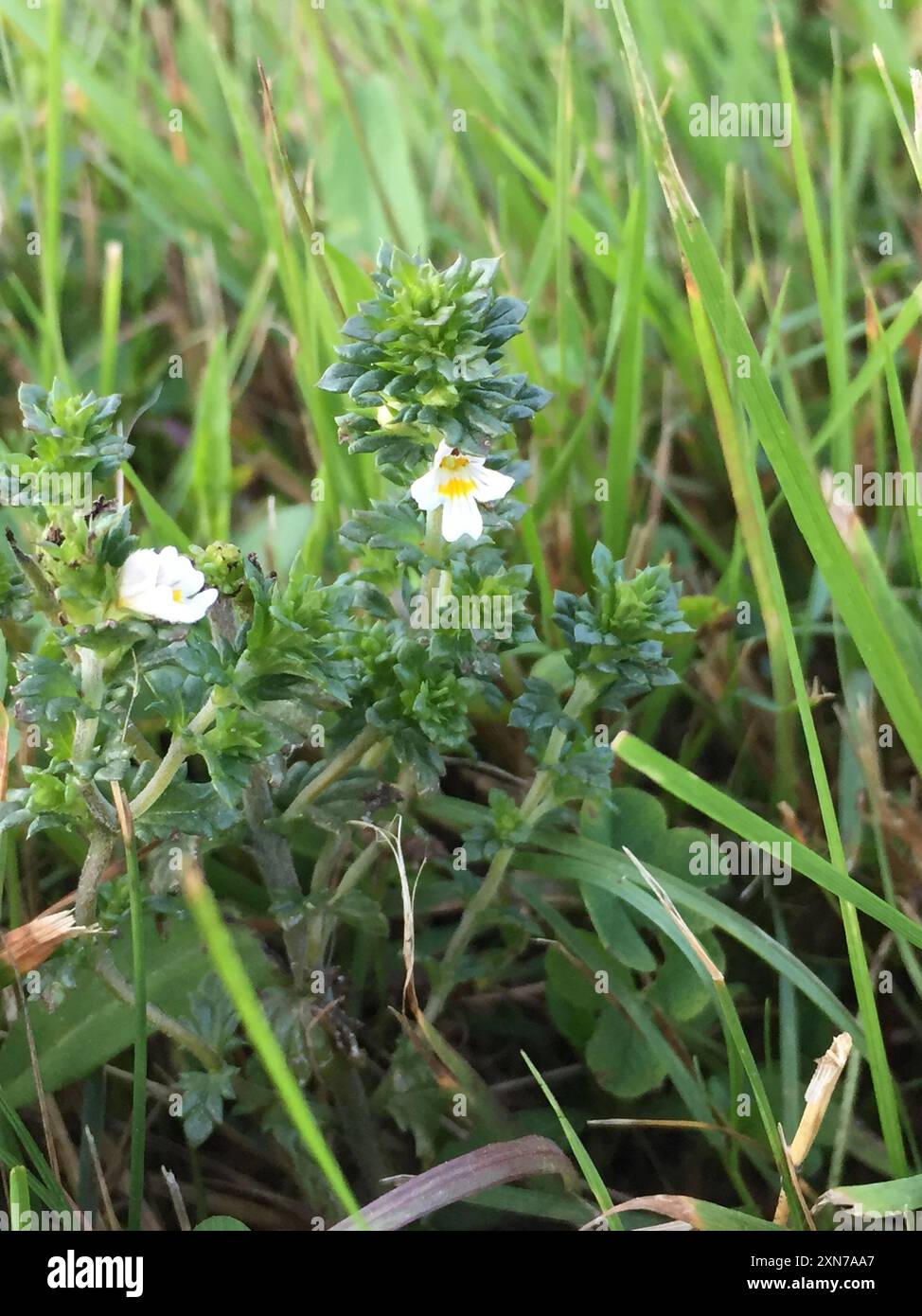 Common Eyebright (Euphrasia nemorosa) Plantae Stock Photo - Alamy
