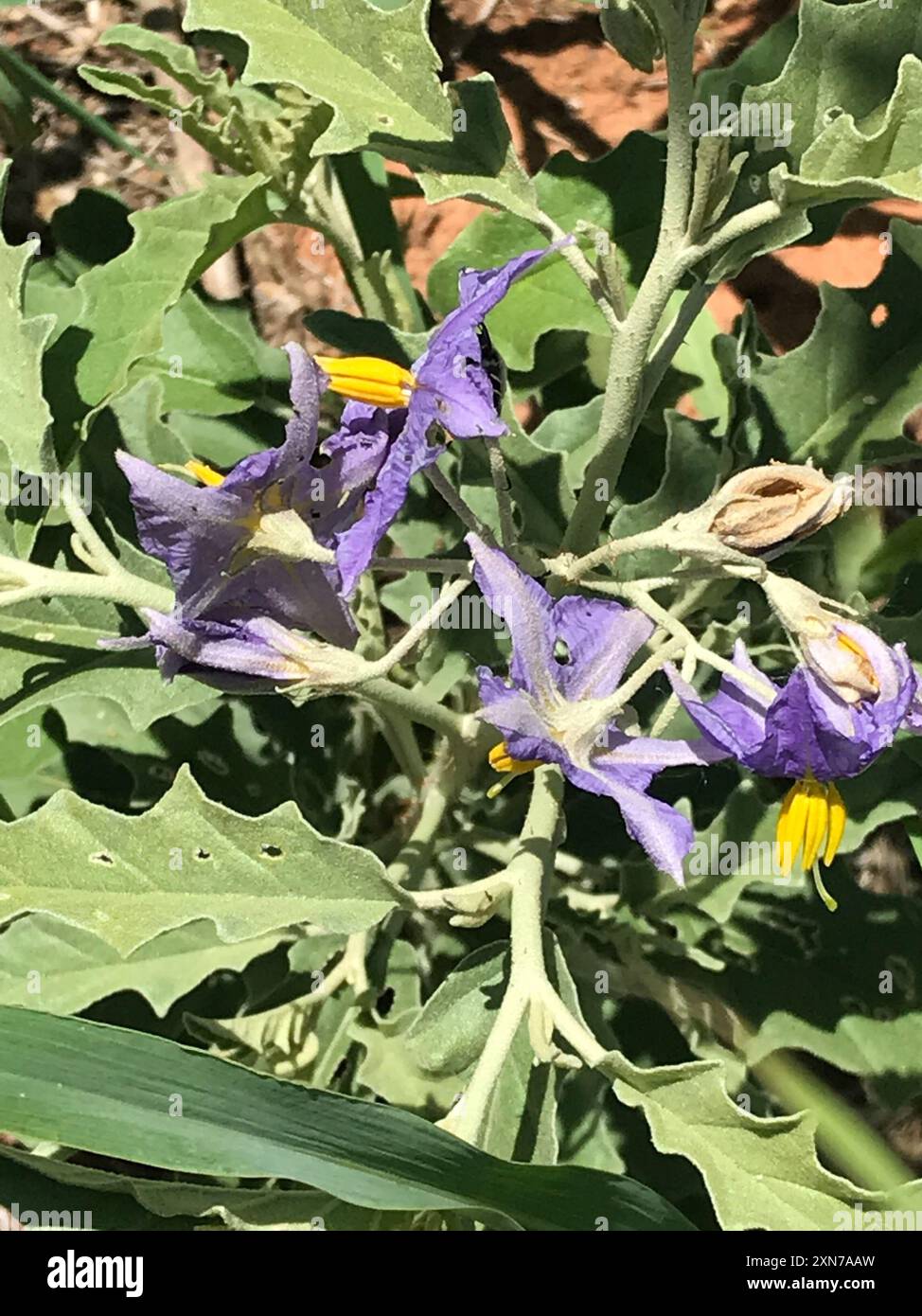 nightshades (Solanum) Plantae Stock Photo - Alamy