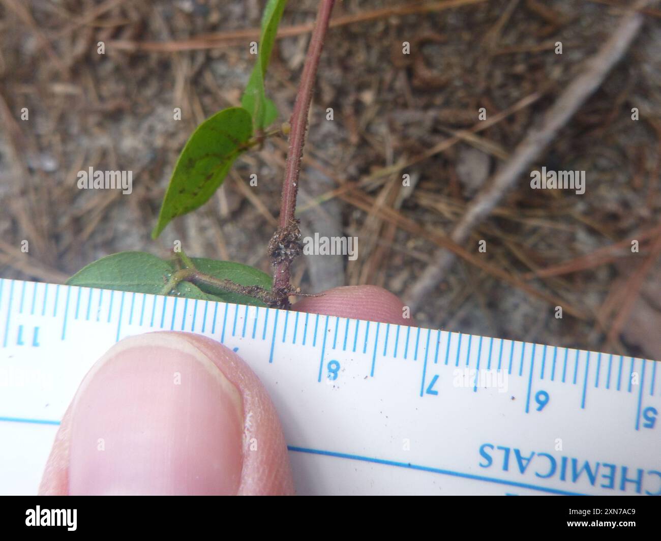 Sand Ticktrefoil (Desmodium lineatum) Plantae Stock Photo - Alamy