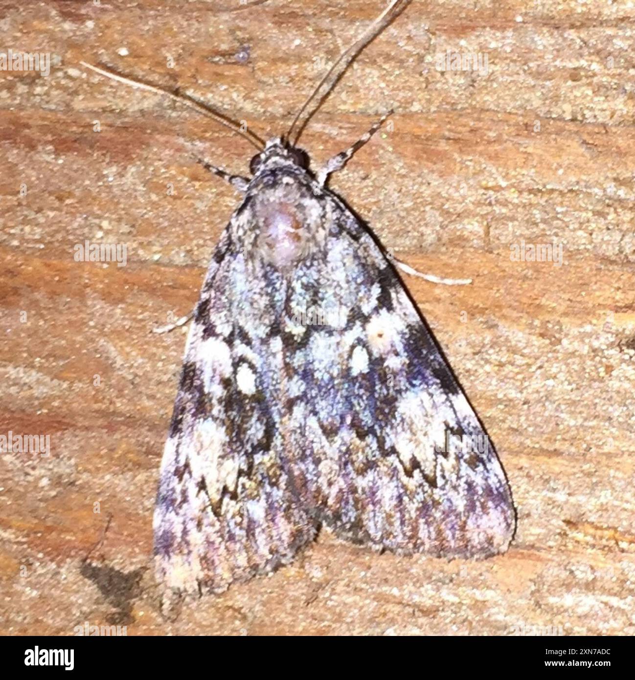Little Lined Underwing (Catocala lineella) Insecta Stock Photo - Alamy