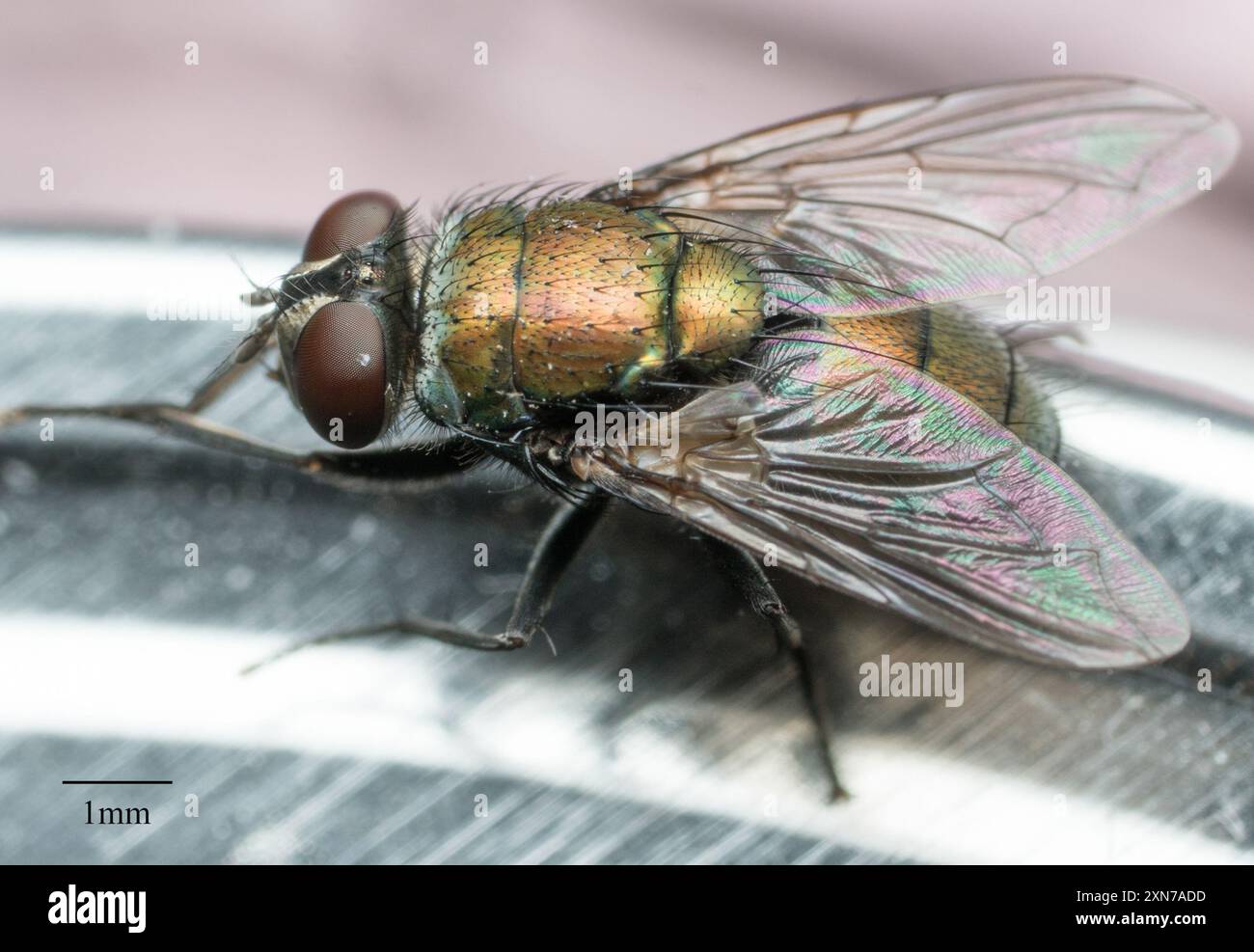 Lucilia cuprina hi-res stock photography and images - Alamy