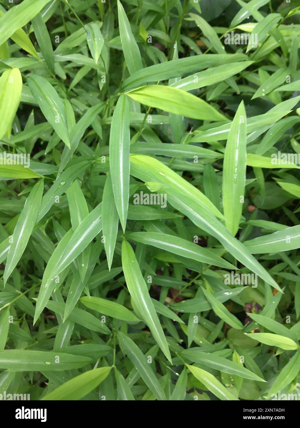 Japanese stiltgrass (Microstegium vimineum) Plantae Stock Photo - Alamy