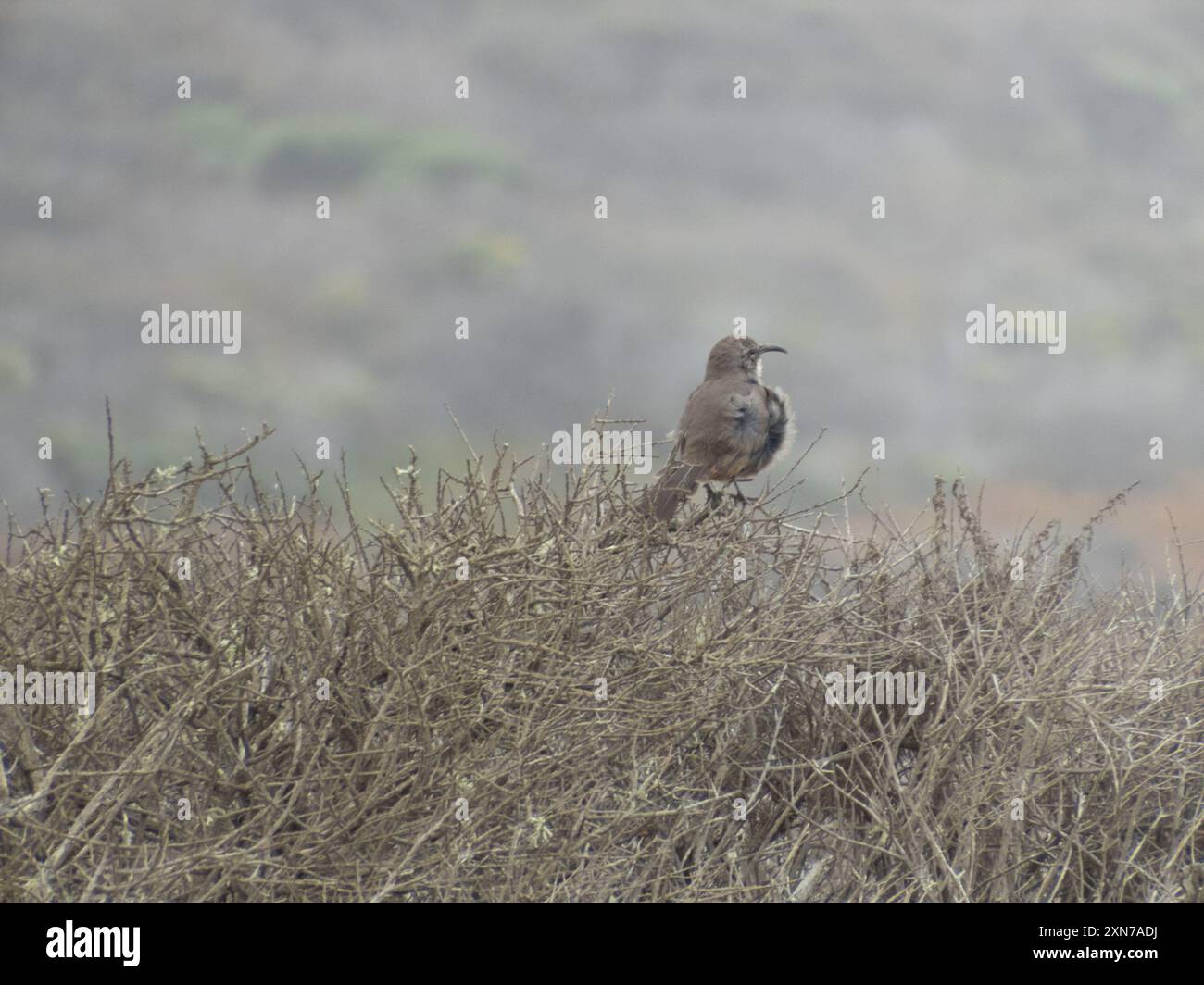 California Thrasher (Toxostoma redivivum) Aves Stock Photo - Alamy