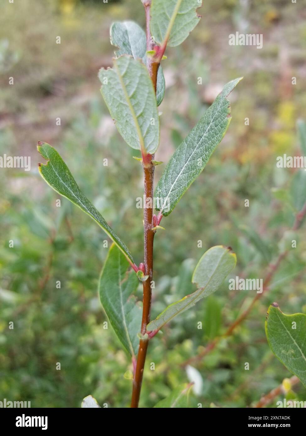bebb's willow (Salix bebbiana) Plantae Stock Photo - Alamy