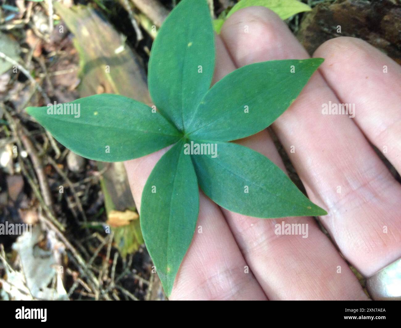Cucumber Root (Medeola virginiana) Plantae Stock Photo - Alamy