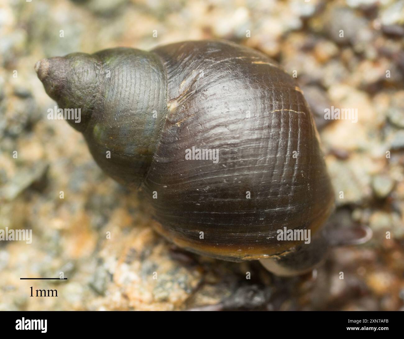 Gastropods (Gastropoda) Mollusca Stock Photo - Alamy