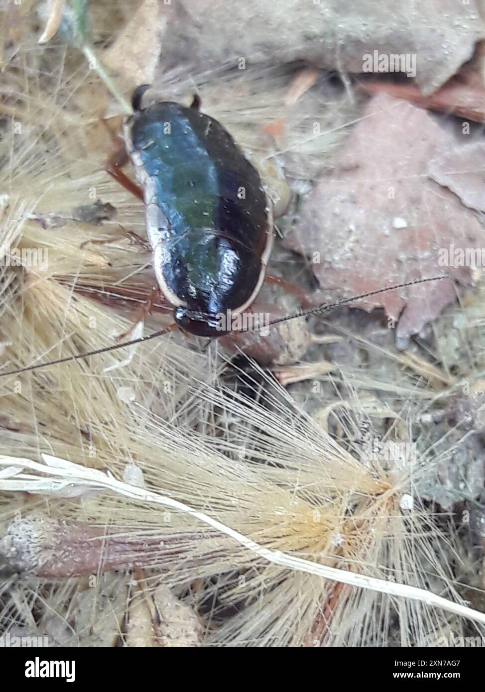 lobe-winged cockroach (Loboptera decipiens) Insecta Stock Photo - Alamy