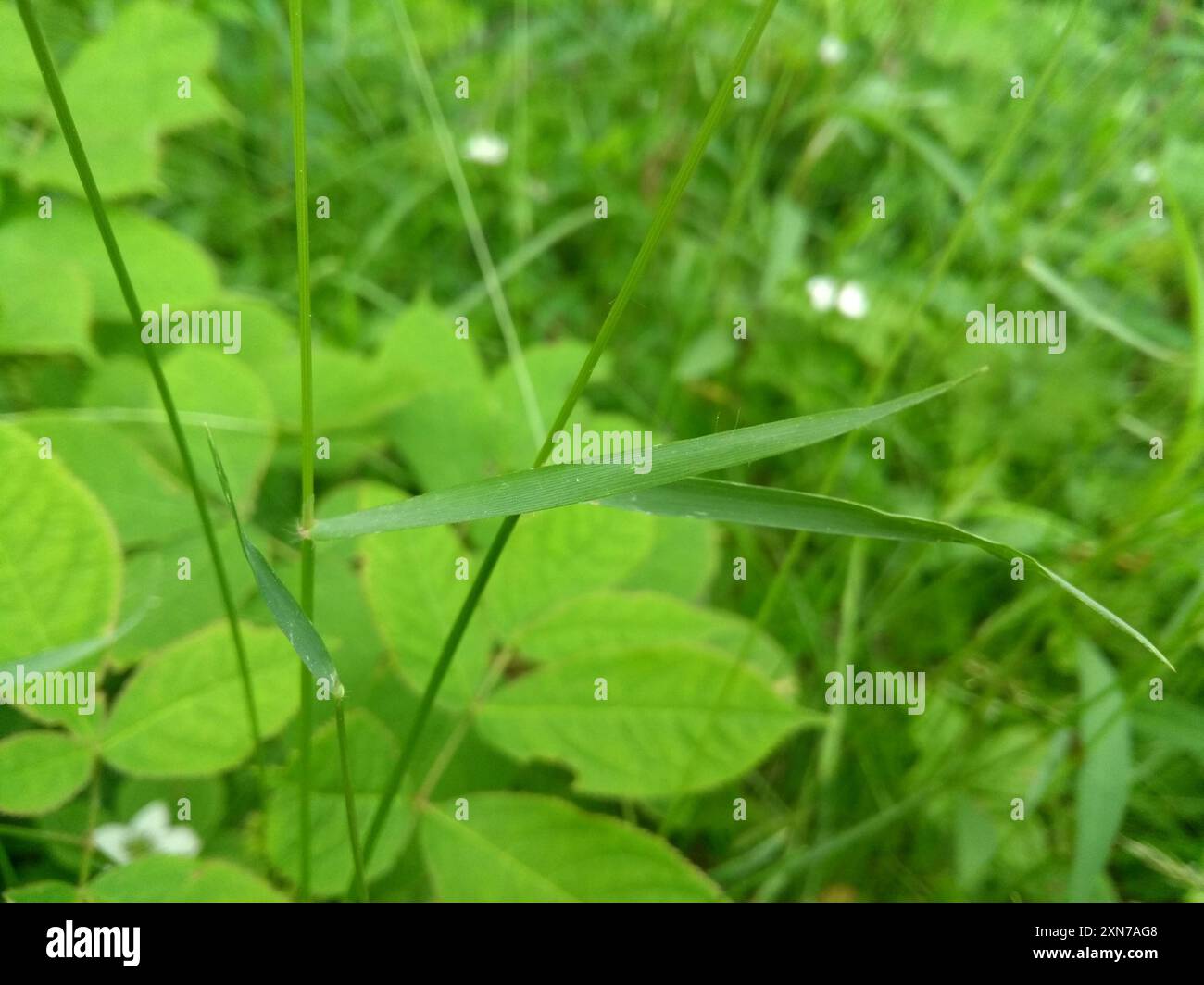 sweet vernal grass (Anthoxanthum odoratum) Plantae Stock Photo - Alamy
