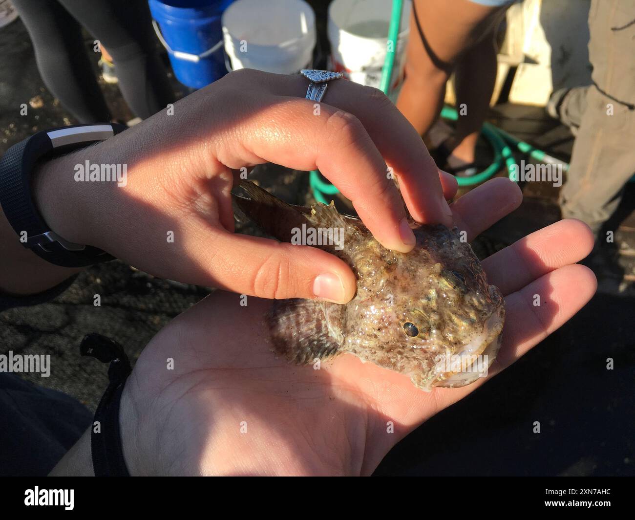 Spinyhead Sculpin (Dasycottus setiger) Actinopterygii Stock Photo - Alamy