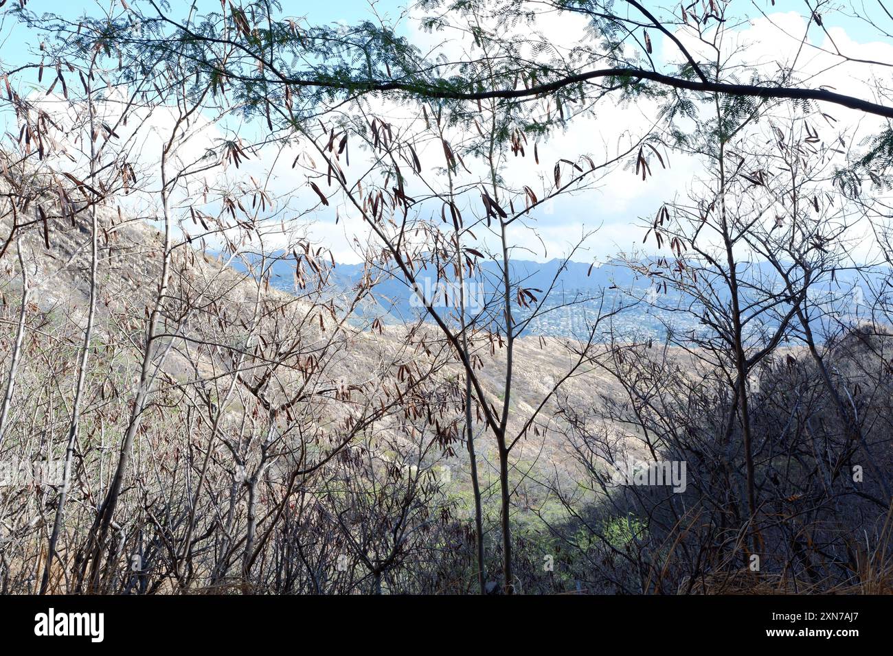 Photo of koa haole or leucaena and Prosopis pallida or kiawe, huarango ...