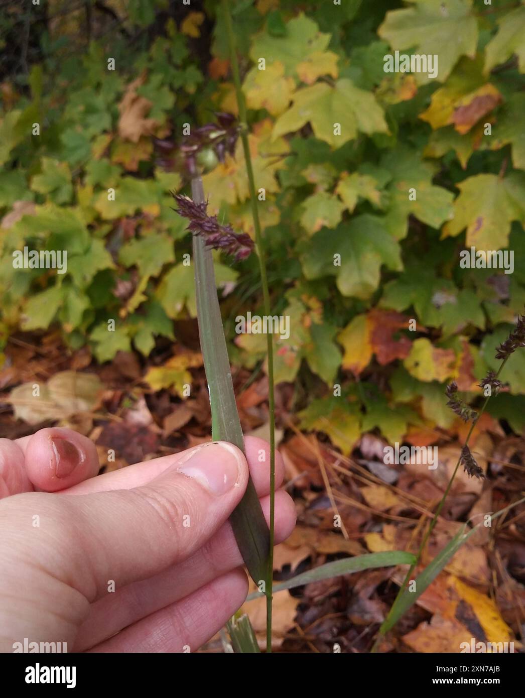 Barnyard Grasses (Echinochloa) Plantae Stock Photo - Alamy