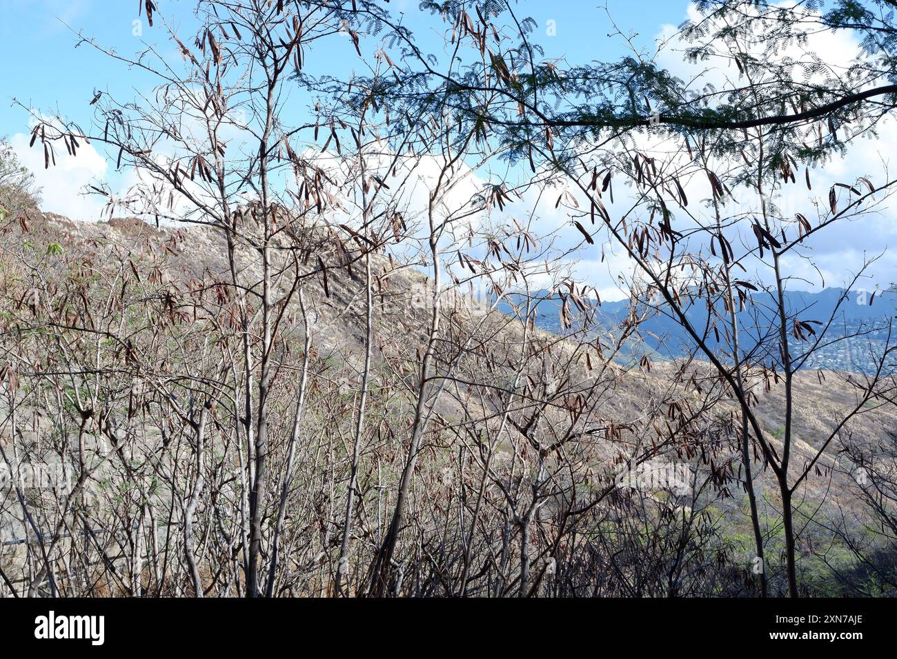 Photo of koa haole or leucaena and Prosopis pallida or kiawe, huarango ...