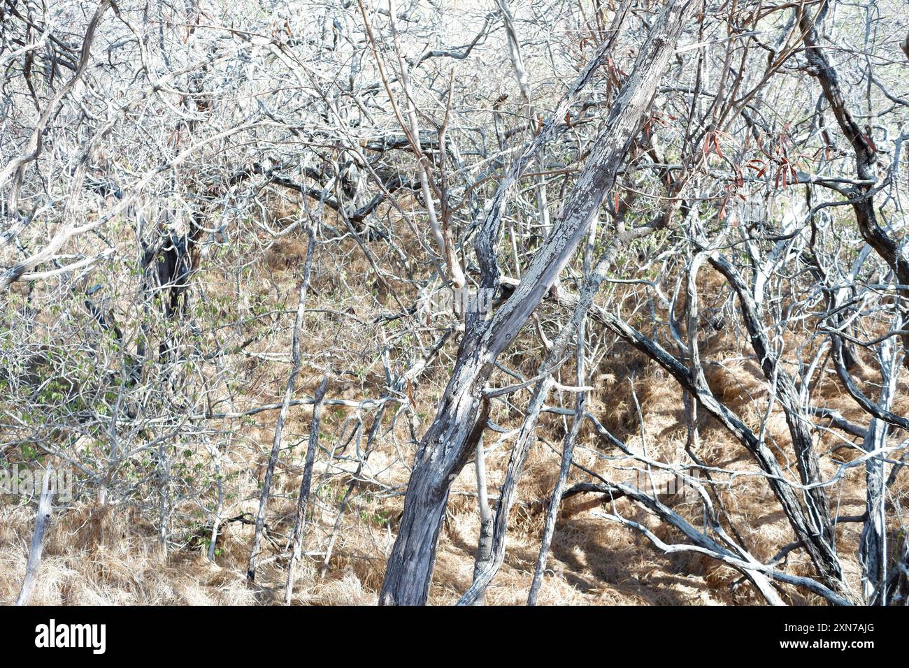 Photo of koa haole or leucaena and Prosopis pallida or kiawe, huarango ...